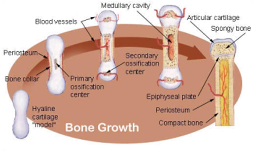 Knochenbildung: chondrale und desmale Ossifikation – Die kleine Welt ...